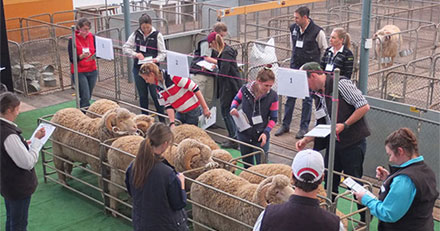 Around the Camp: Sheep handling workshops / foot and mouth disease ...