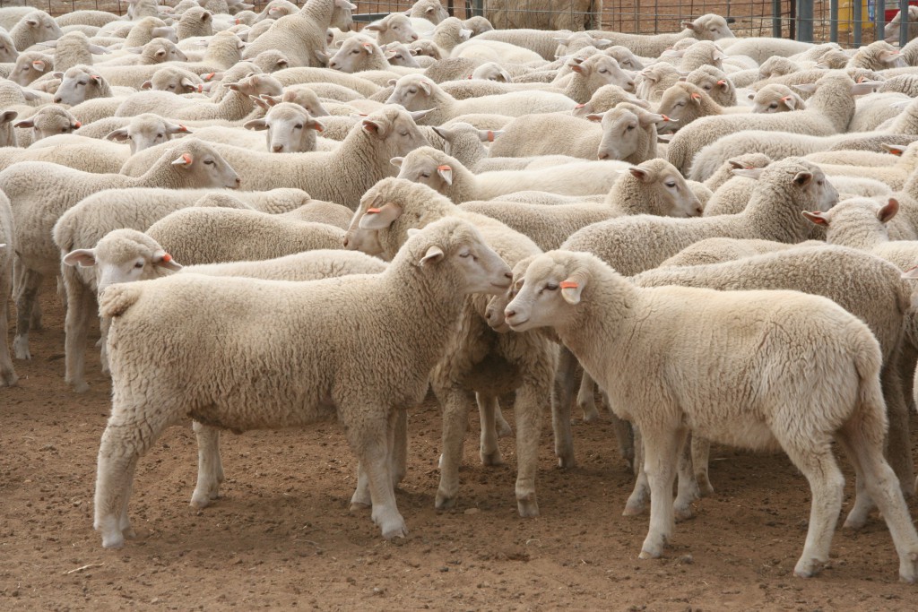 Around the Camp: Tips for feedlotting lambs – Leading Sheep