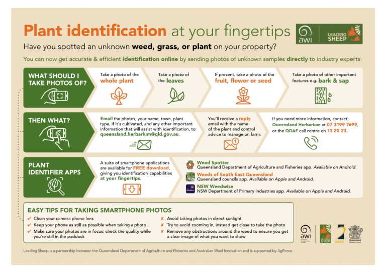 Plant Identification Infographic – Leading Sheep
