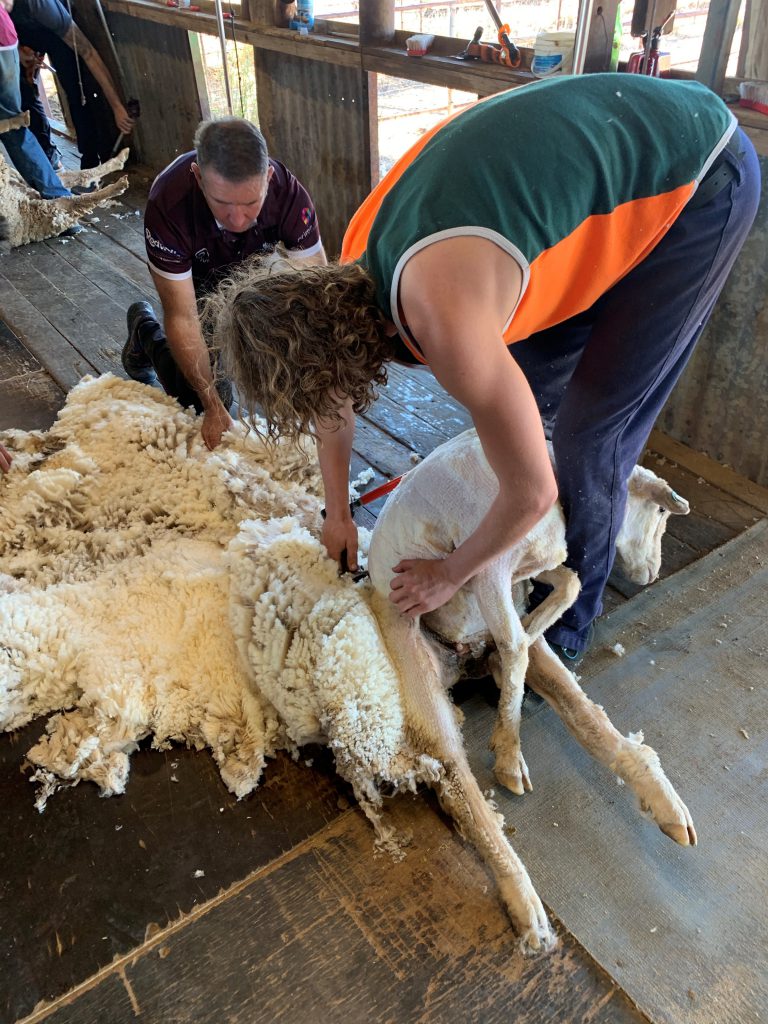 Around the Camp: Leading Sheep events, funding for fencing, Winton ...