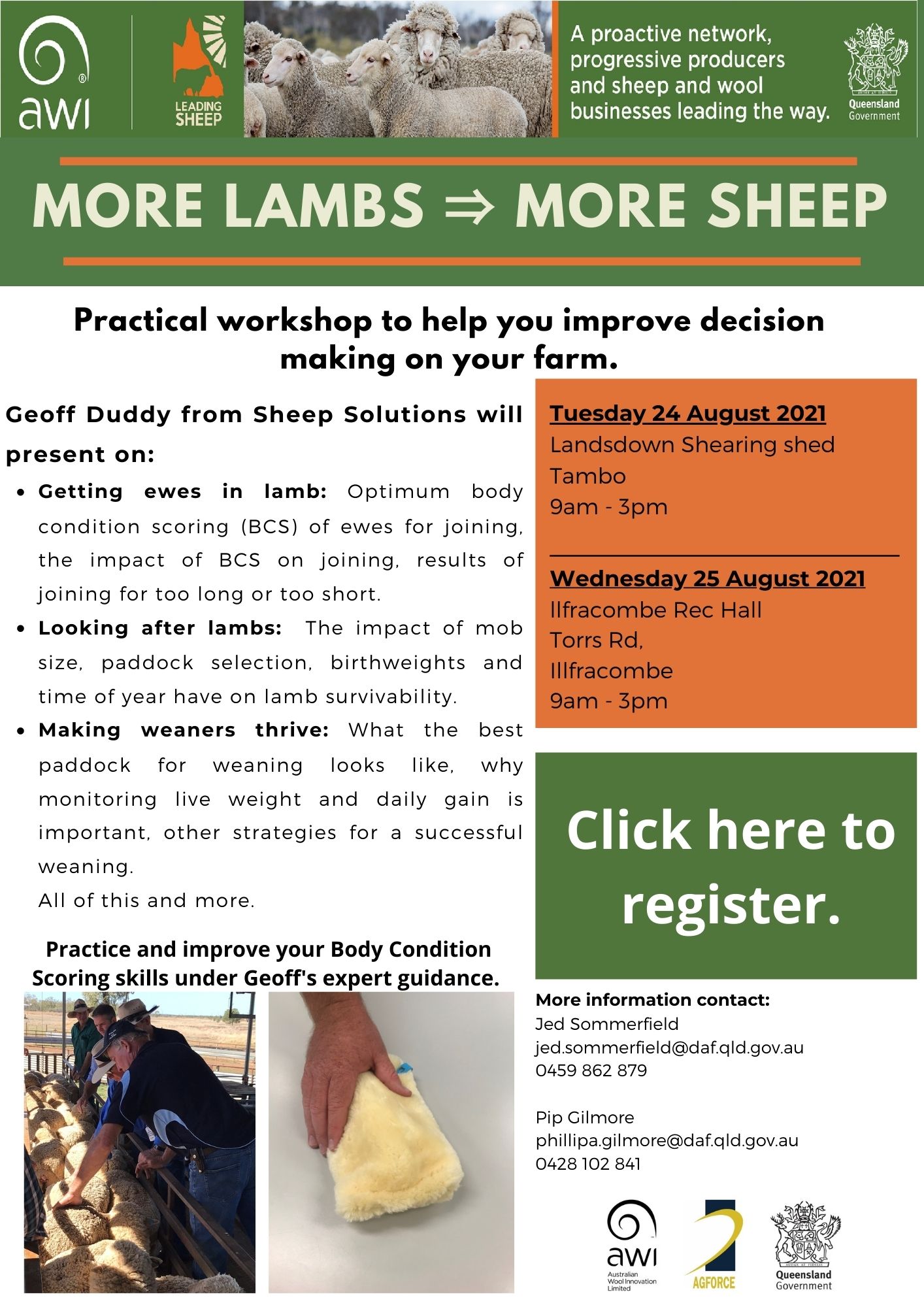 Events – Leading Sheep
