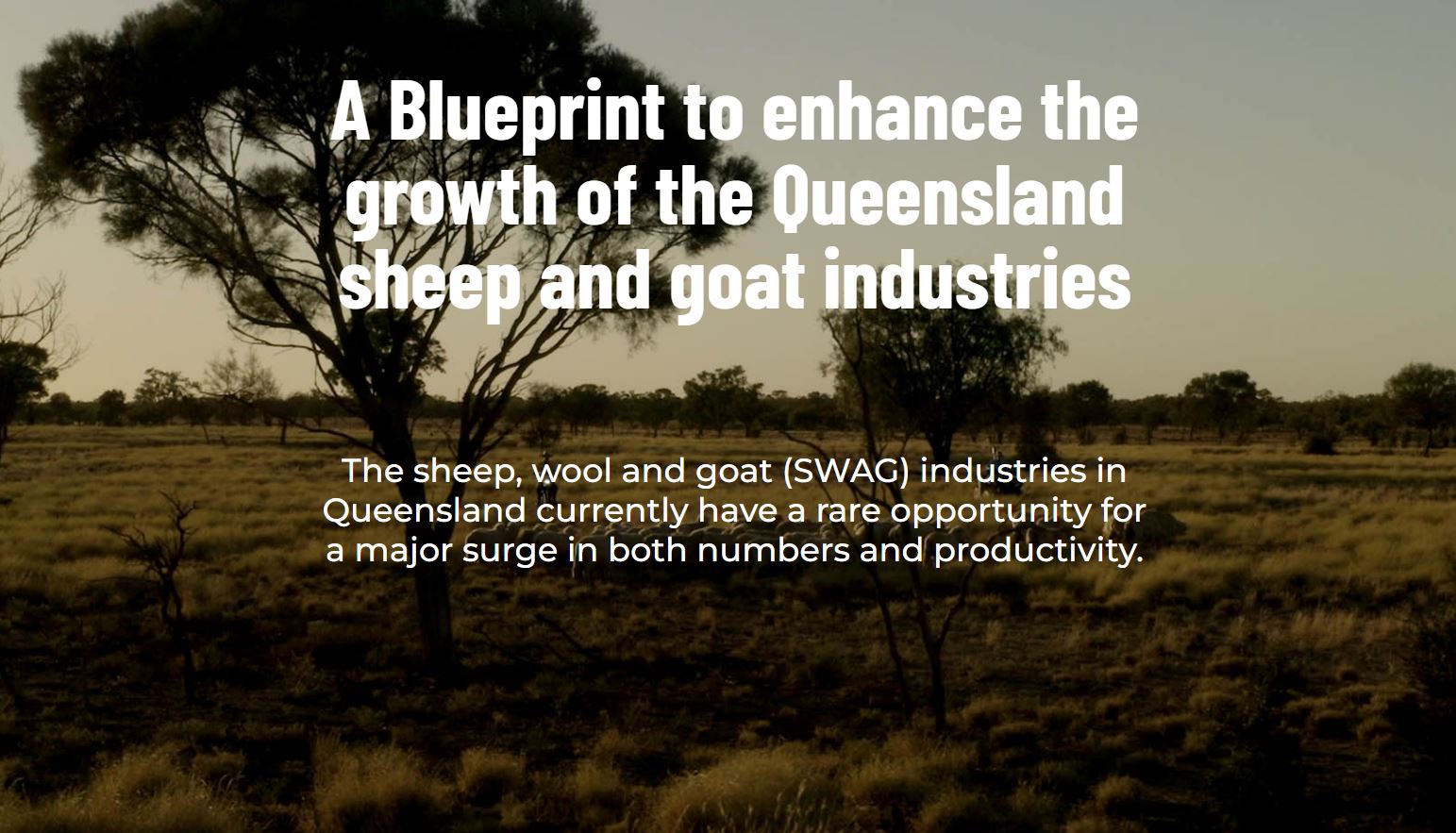 Around the Camp: AgForce Blueprint, Shearing, Sheep Health in Wet ...