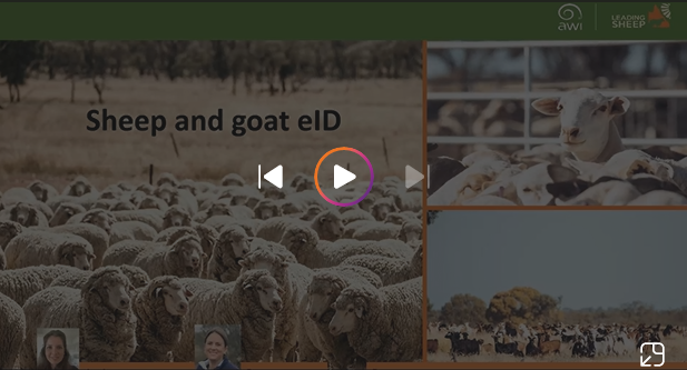 Sheep and goat eID webinar – Leading Sheep